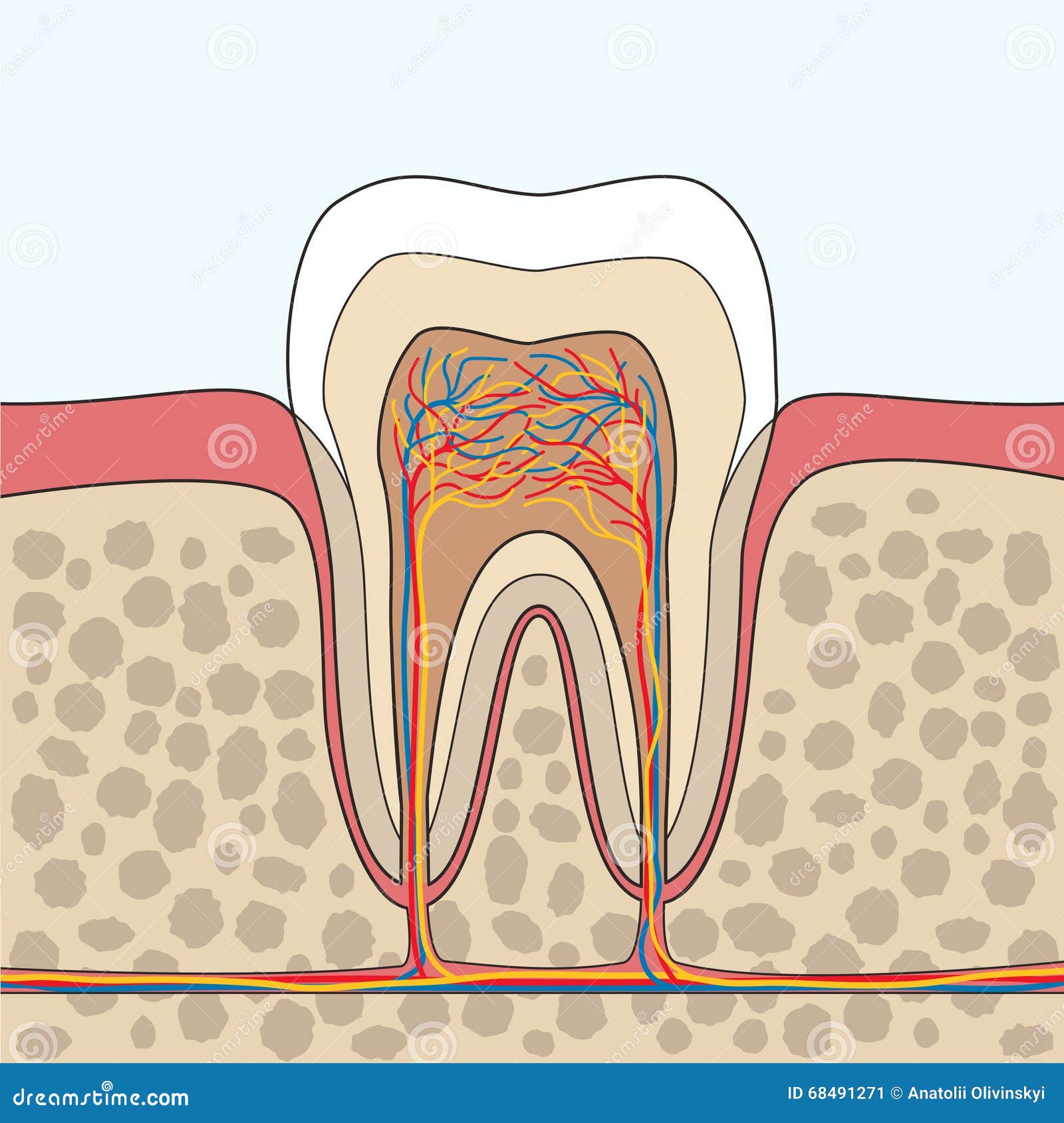 Zahn-Anatomieillustration stock abbildung. Illustration von klinisch ...