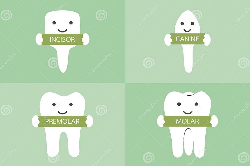 Zahnart - Schneide, Eckzahn, Vorderer Backenzahn, Molar Vektor ...