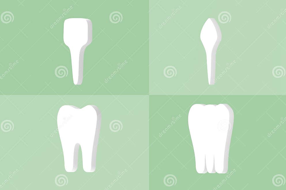 Zahnart - Schneide, Eckzahn, Vorderer Backenzahn Und Molar Stock ...