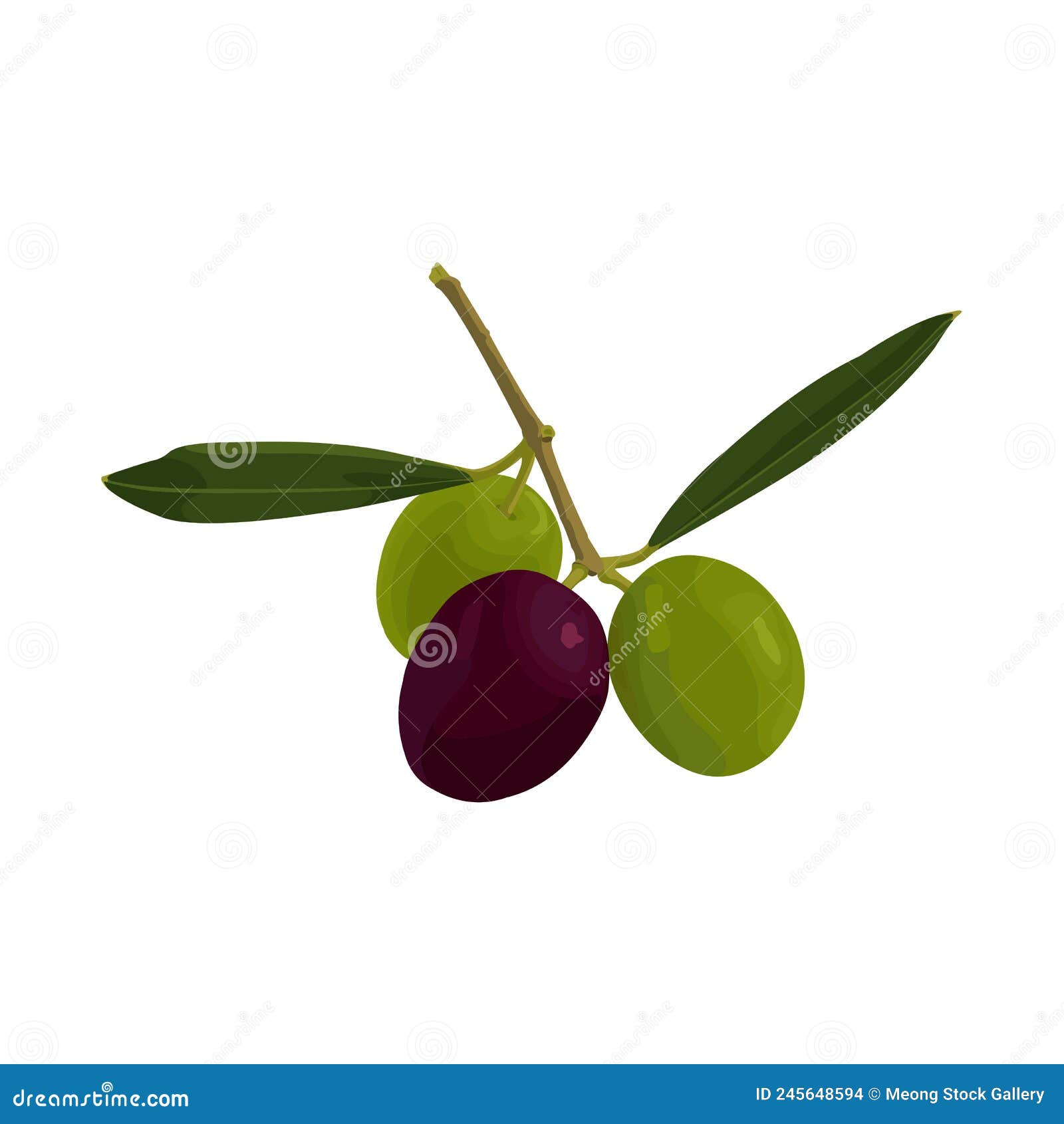 Zaitun Fruit Vector stock vector. Illustration of isolated - 245648594
