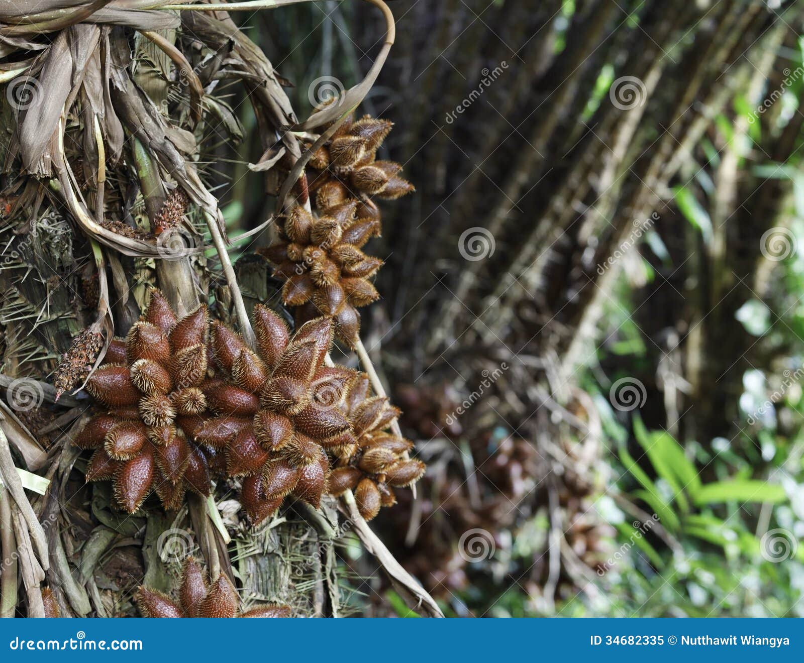 Zalacca on the tree stock image. Image of sweet, organic - 34682335