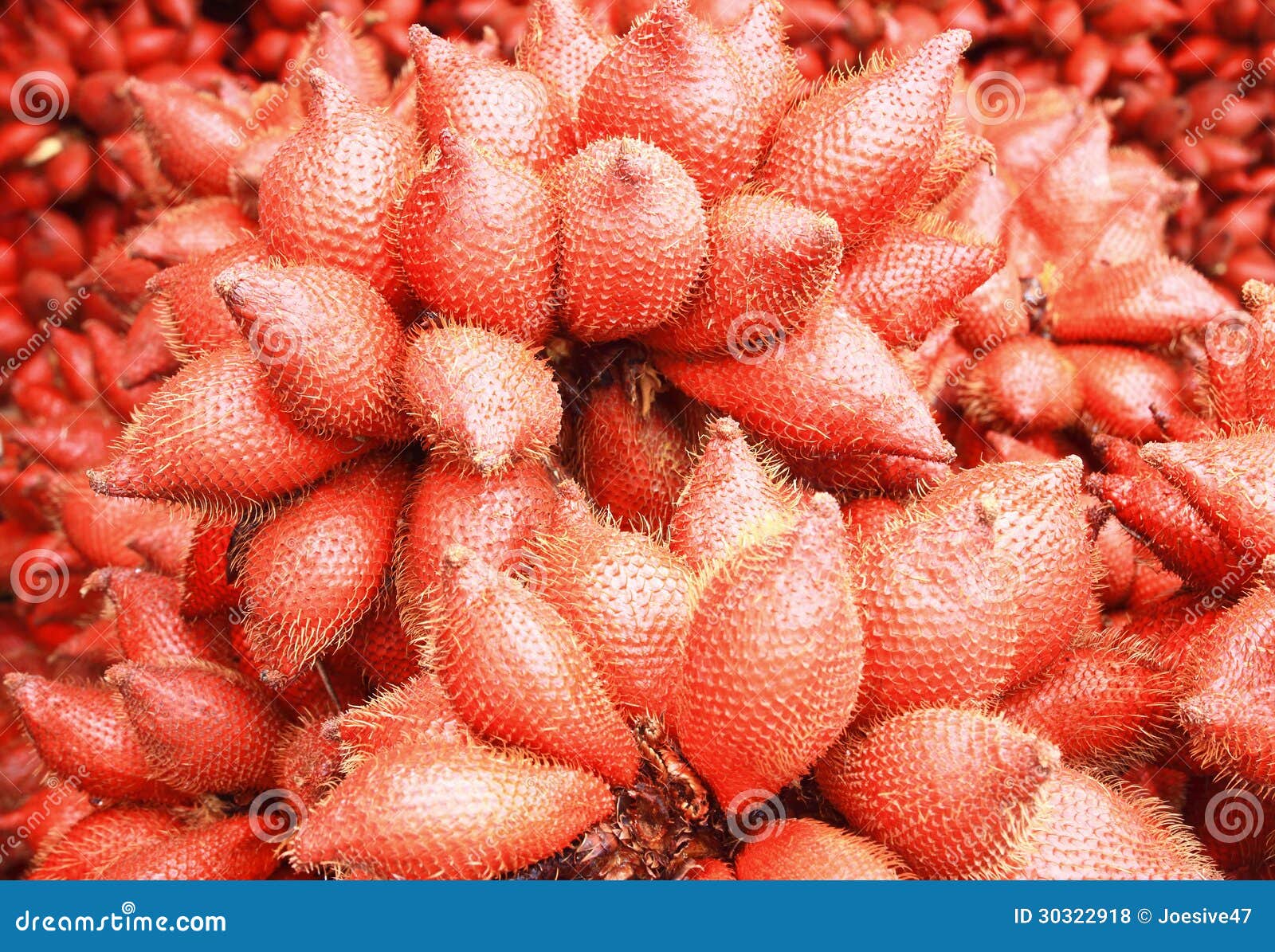 Tropical Sweet Water Fish Arapaima Gigas, Known Also As Pirarucu In ...