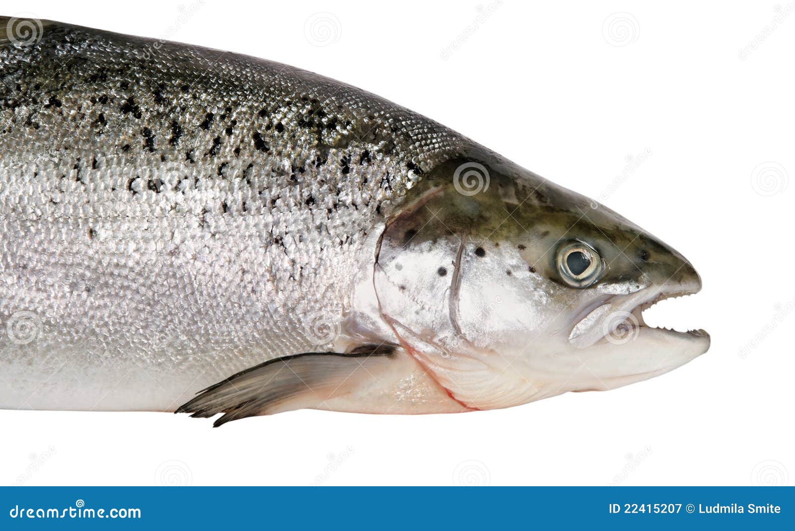 Zalm. stock afbeelding. Image of voedsel, achtergrond - 22415207