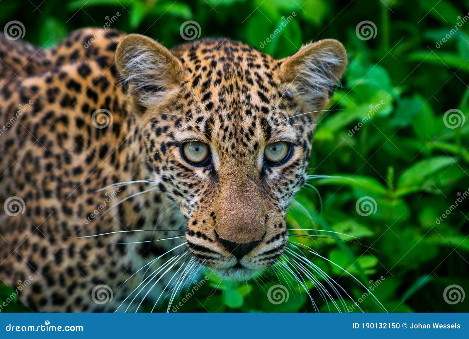Zambian Leopard Looking at Me Stock Photo - Image of leopard, mammal ...