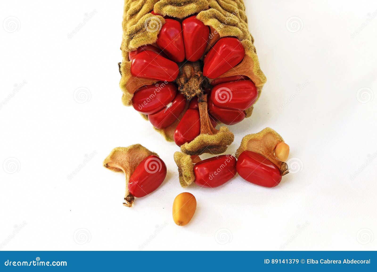 Zamia furfuracea seeds stock image. Image of jamaican - 89141379