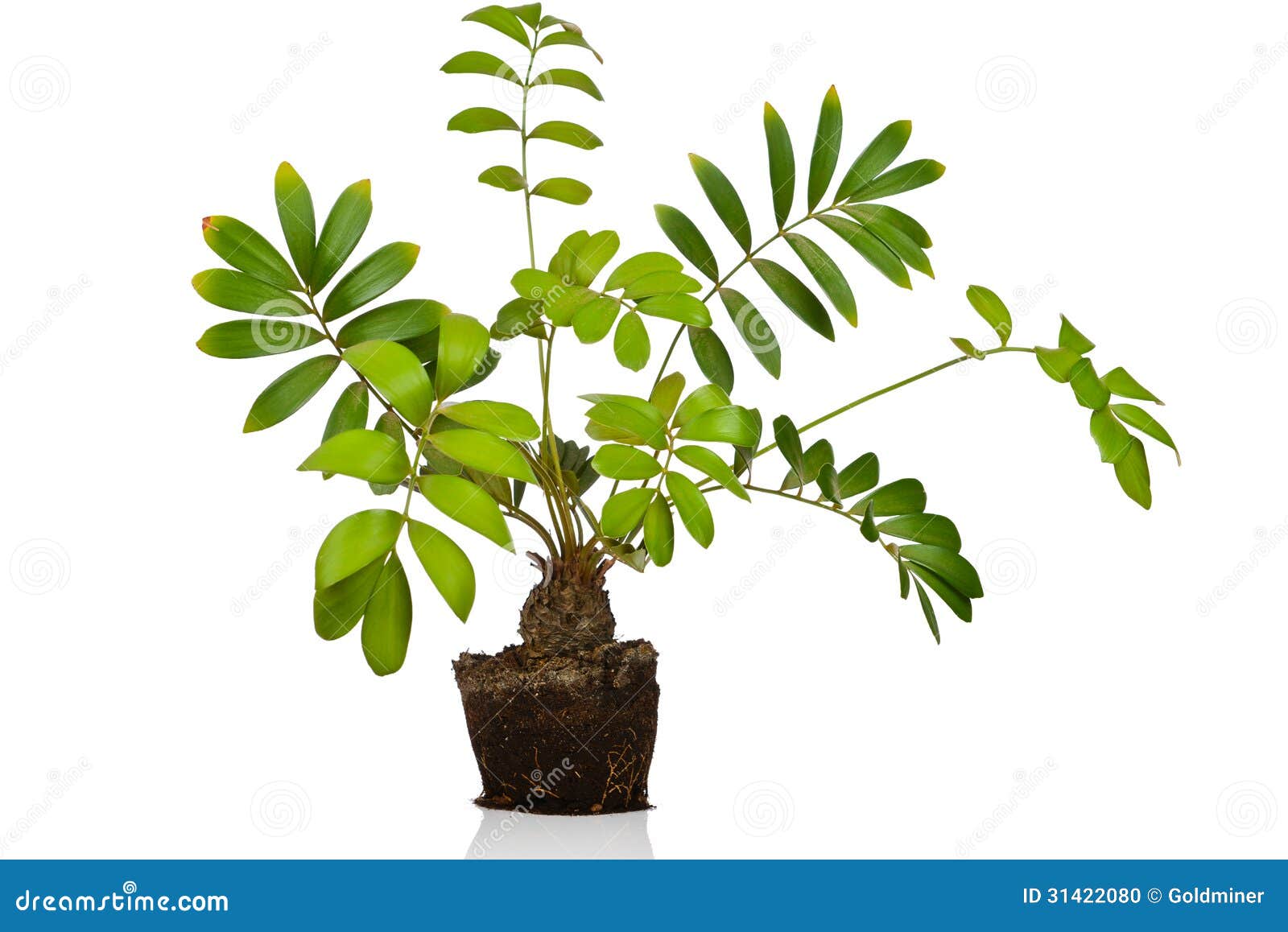 Zamia furfuracea tree stock photo. Image of grow, floral - 31422080