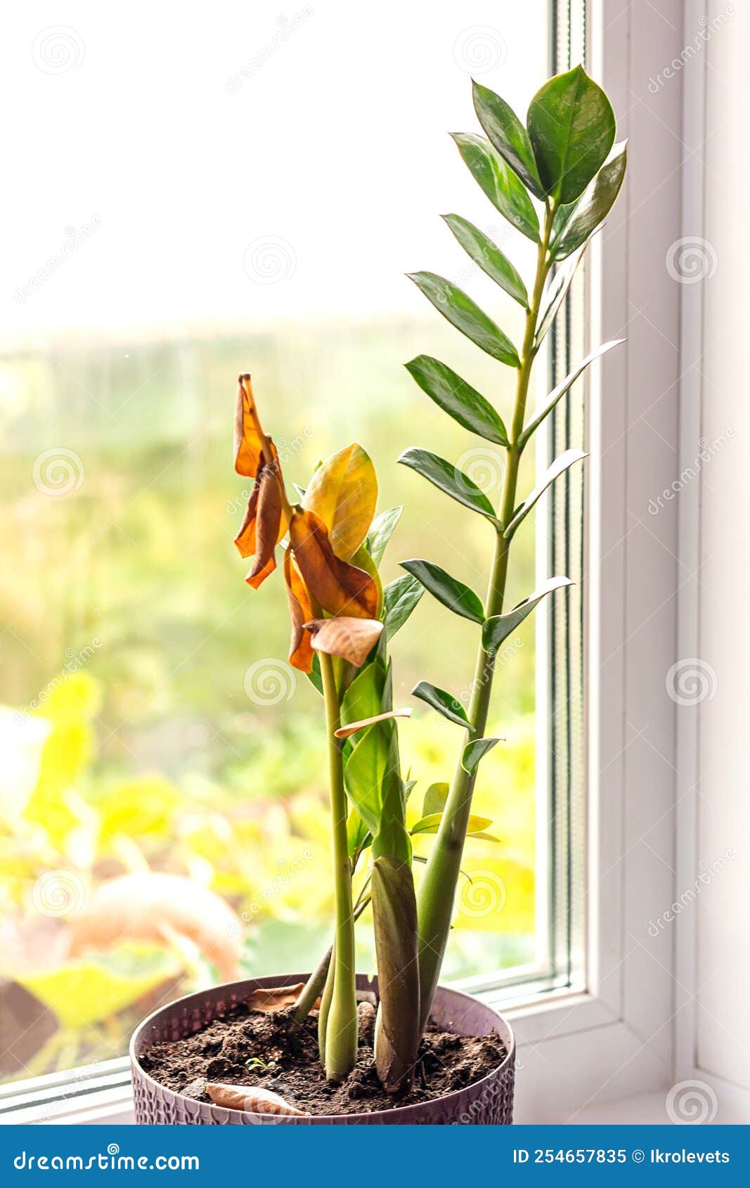 Zamioculcas Turns Yellow and Dries. Indoor Plant Problems Stock Image ...