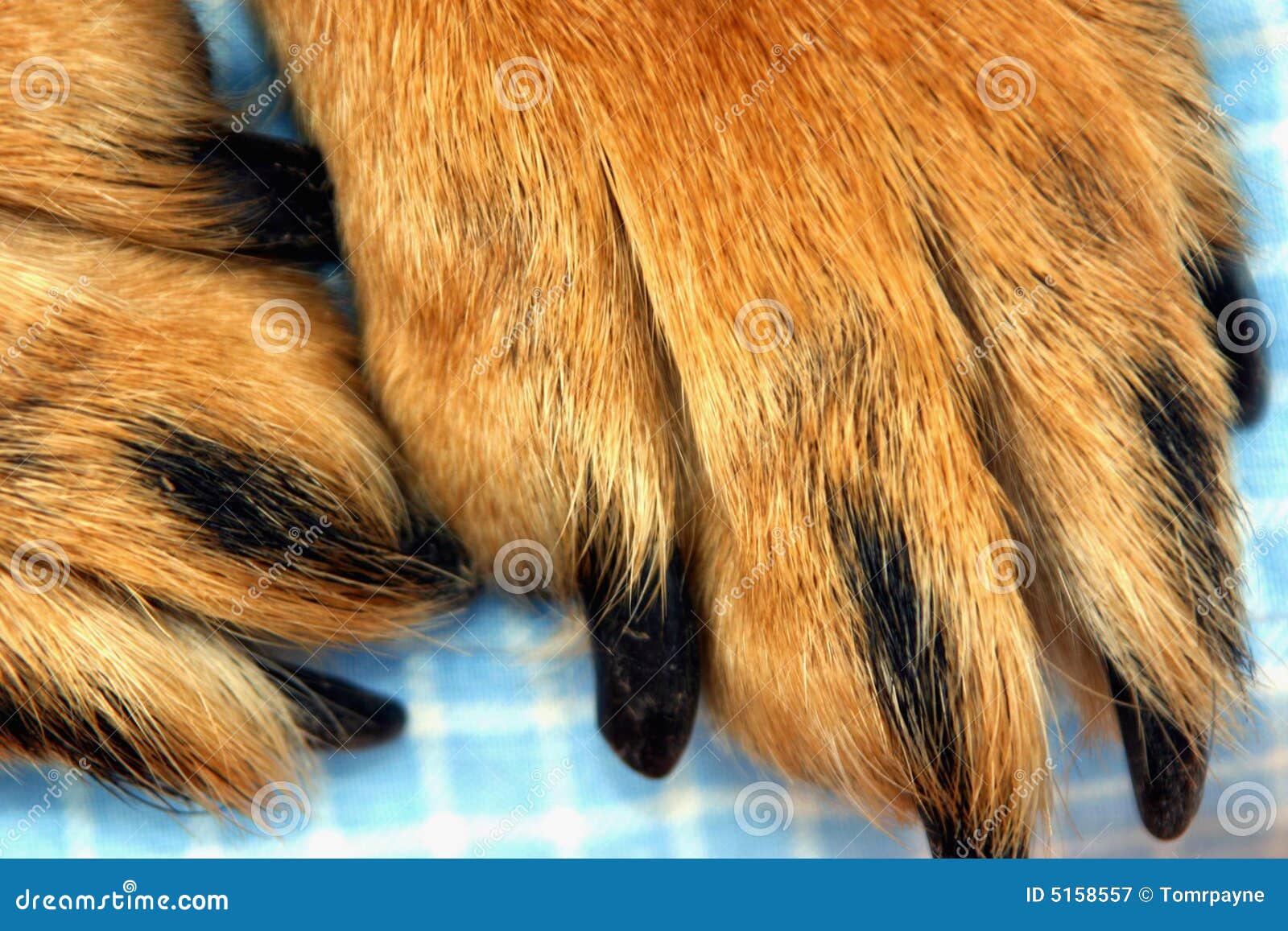 Zampe del cane immagine stock. Immagine di canino, aguzzo - 5158557