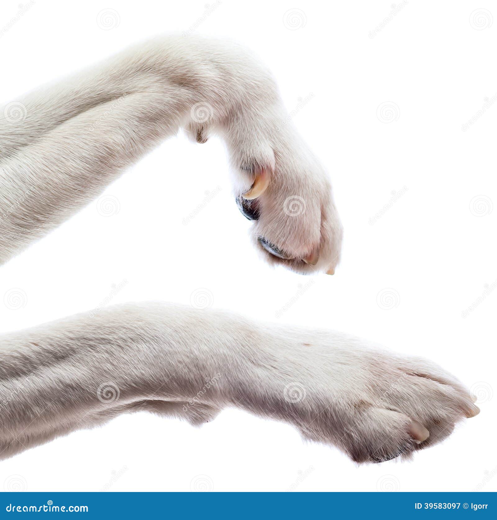 Zampe di un cane immagine stock. Immagine di chiusura - 39583097