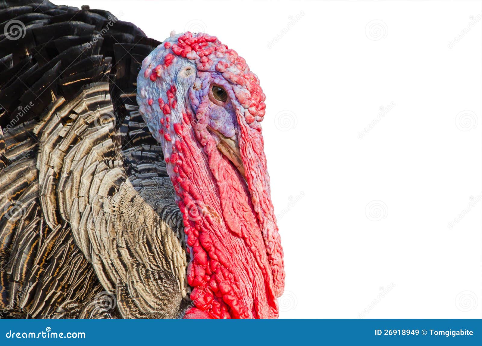 Zamyka Indyk Kolorowy Indyk Obraz Stock - Obraz złożonej z wschodni ...