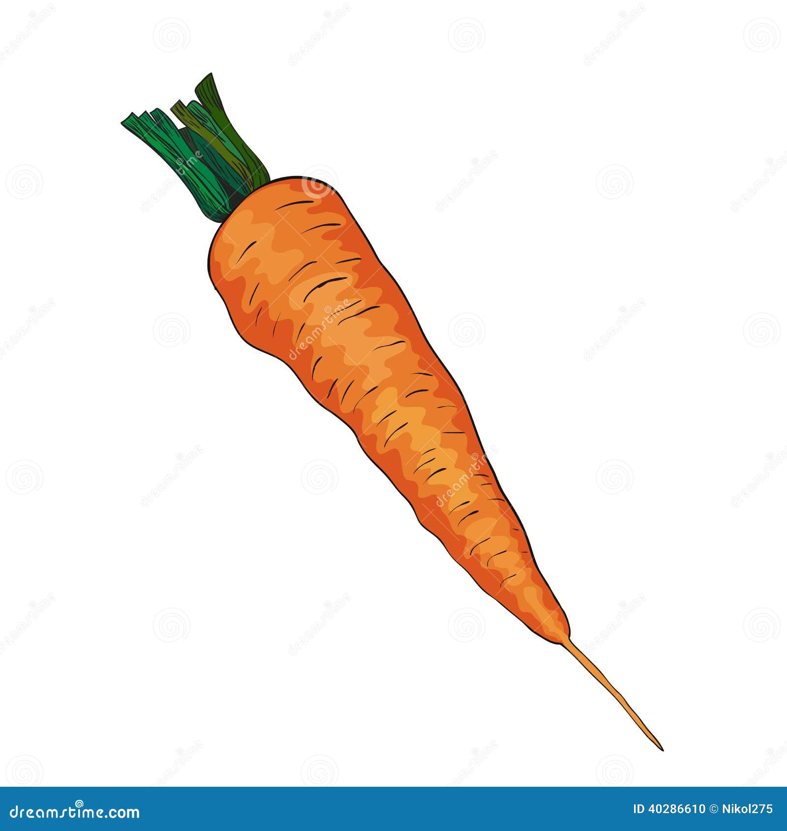 Zanahoria en vector ilustración del vector. Ilustración de anaranjado ...