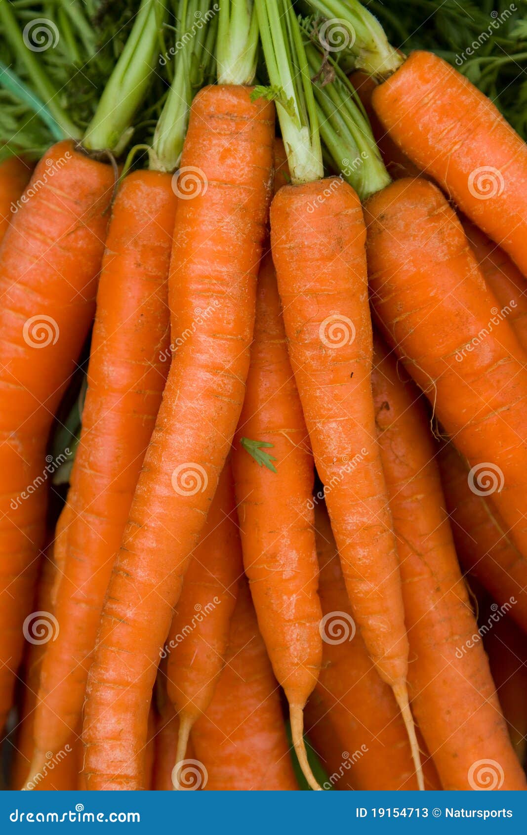 Zanahorias imagen de archivo. Imagen de fruta, zanahorias - 19154713