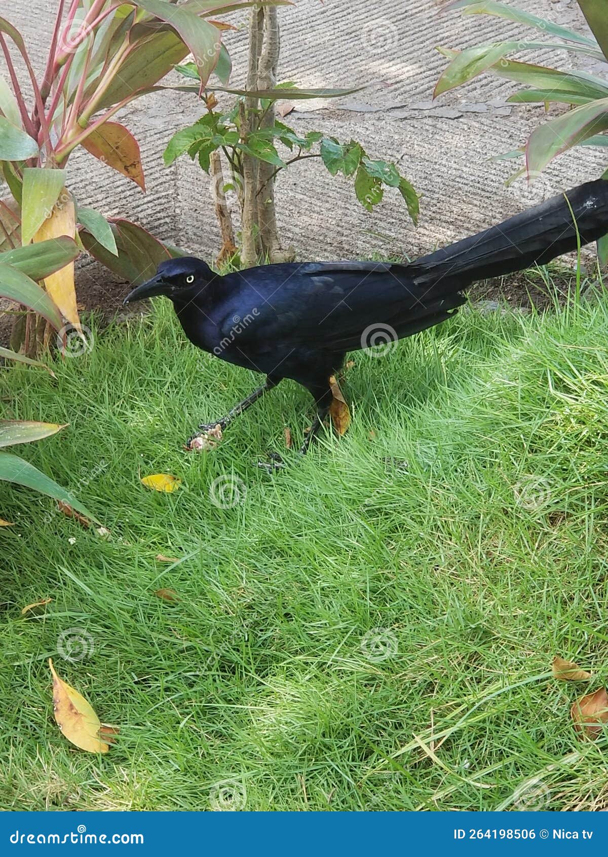Zanate bird 2 stock photo. Image of lawn, nature, shrub - 264198506