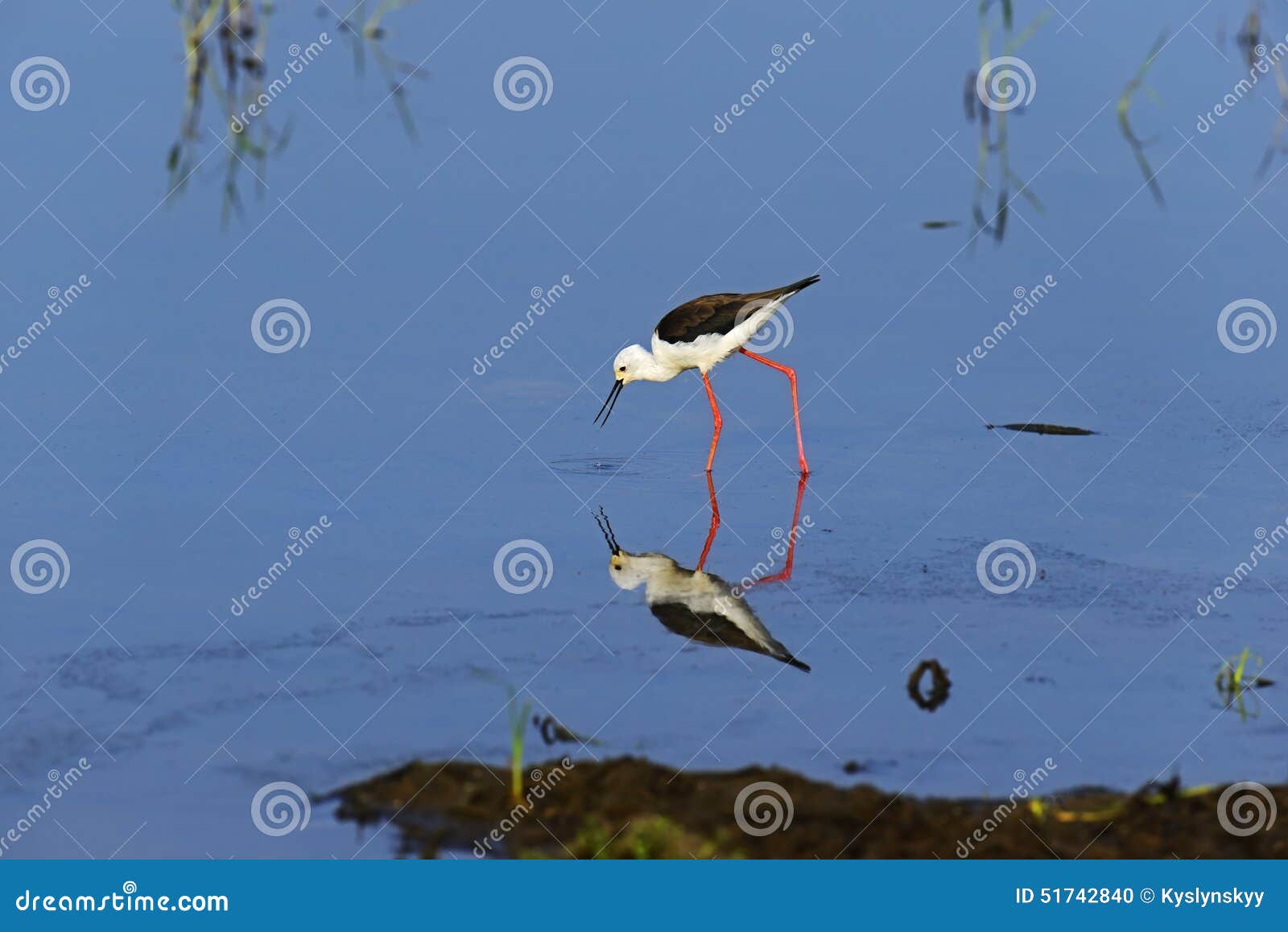 Zanco de Sri Lanka foto de archivo. Imagen de fauna, salvaje - 51742840
