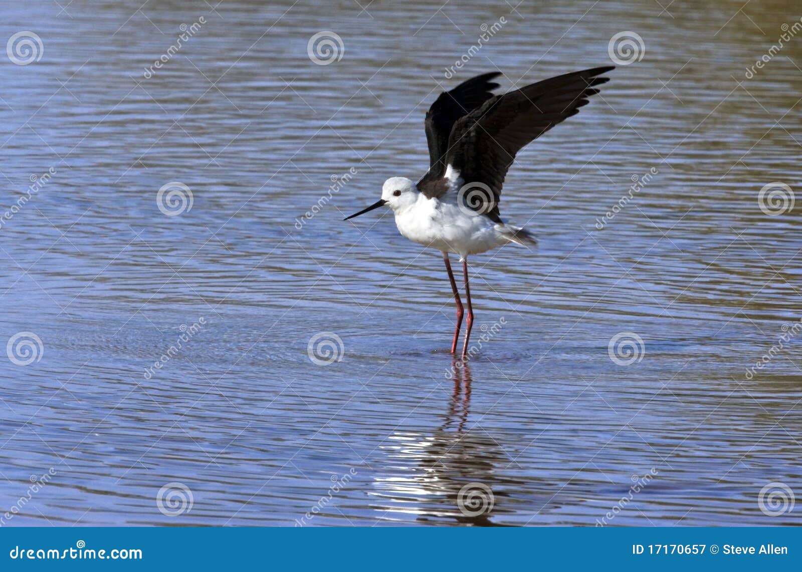 Zanco Negro-con Alas - Botswana Imagen de archivo - Imagen de zancadar ...