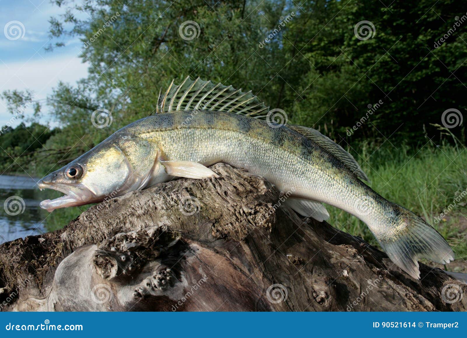 Zander stock photo. Image of solina, spinning, hobby - 90521614