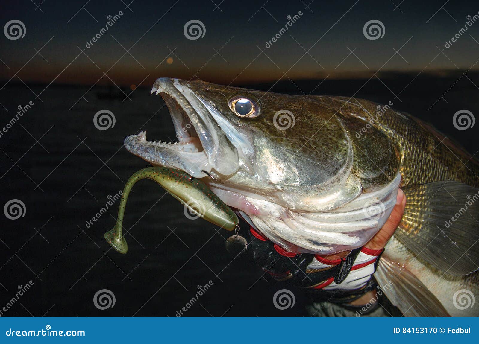 Zander fish stock photo. Image of crazy, fishing, spring - 84153170