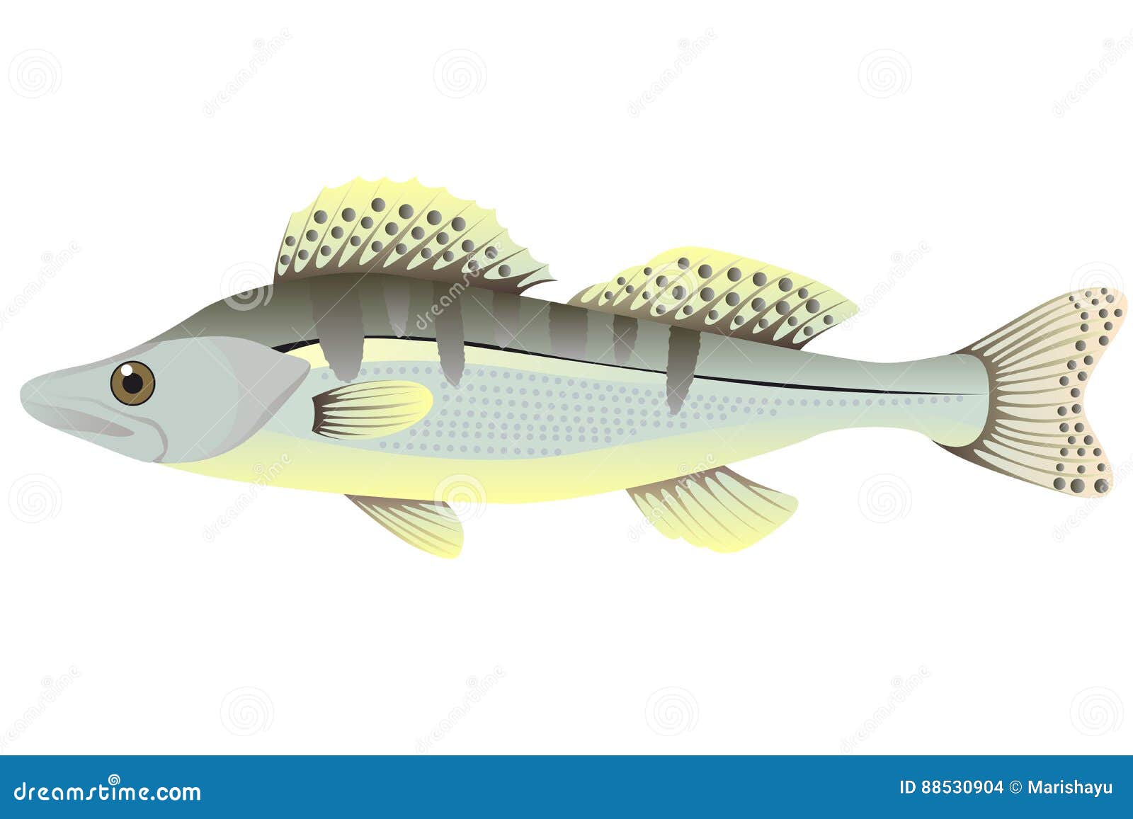 Zander stock vector. Illustration of vector, tail, zander - 88530904
