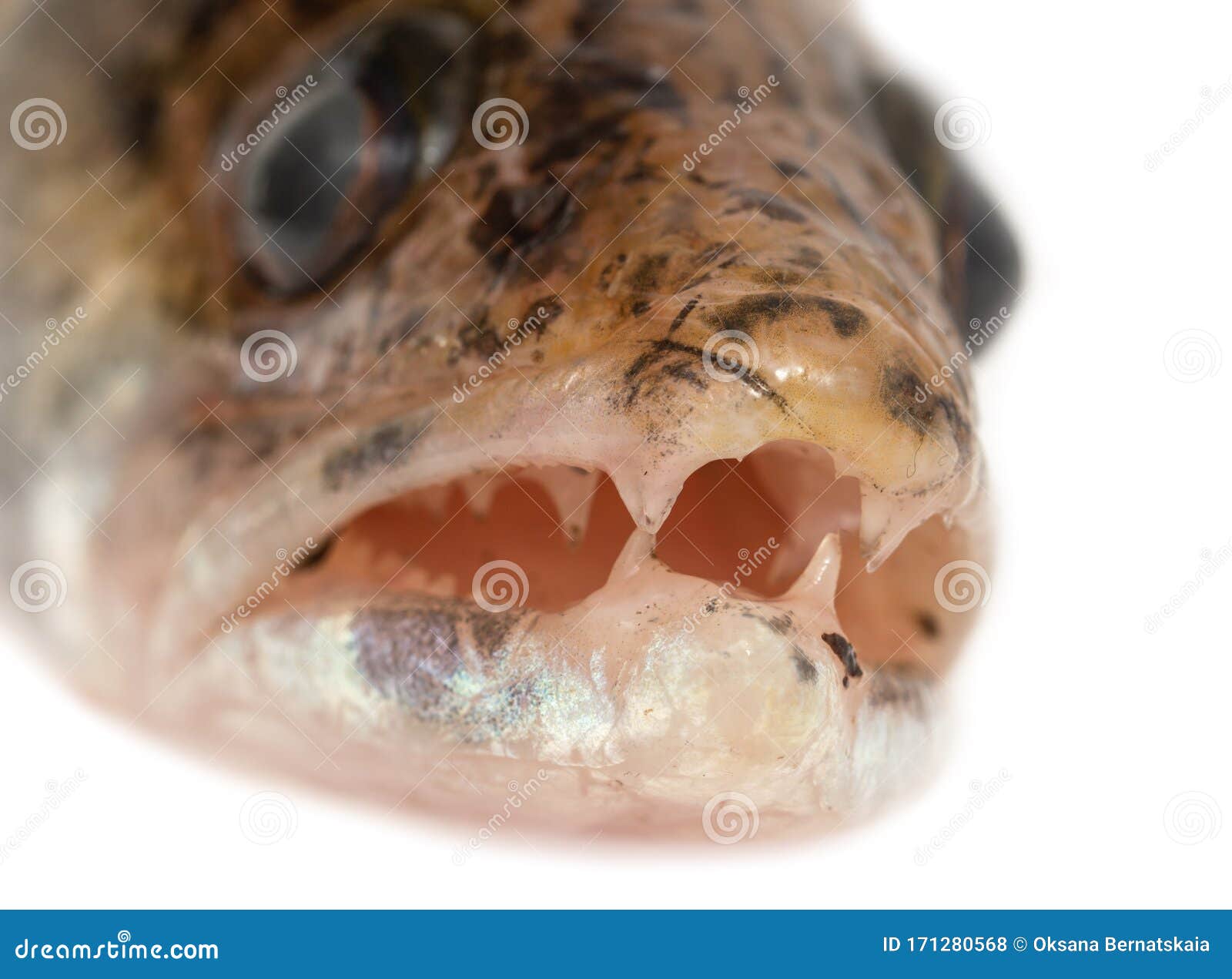 Zander Fish Eye on White Background Stock Photo - Image of teeth ...