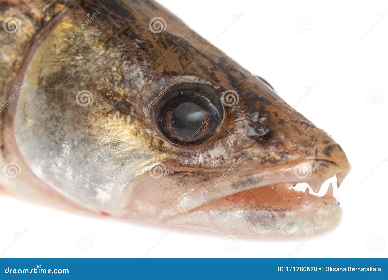 Zander Fish Eye on White Background Stock Photo - Image of background ...