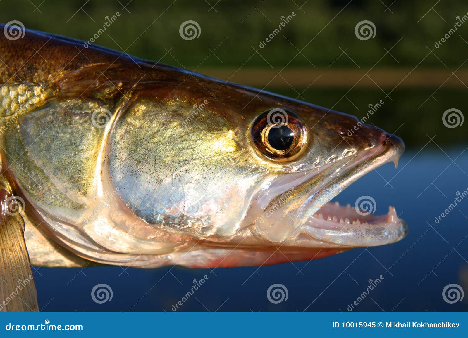 Zander fish head stock image. Image of teeth, open, fisherman - 10015945