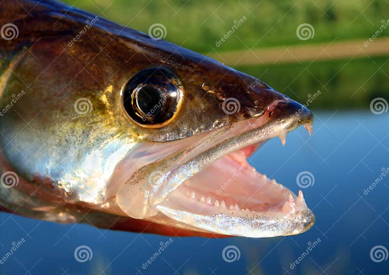 Zander fish head stock photo. Image of ocean, trout, details - 11090066
