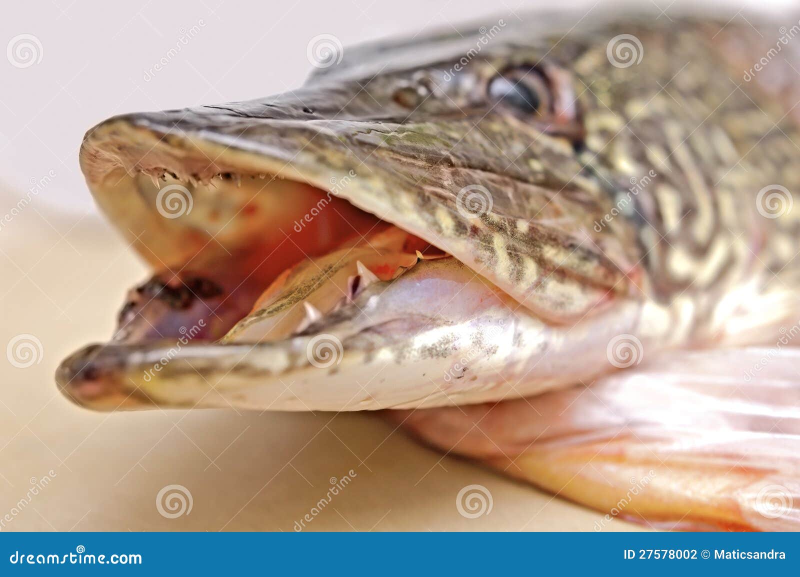Zander fish head stock photo. Image of hobby, nature - 27578002