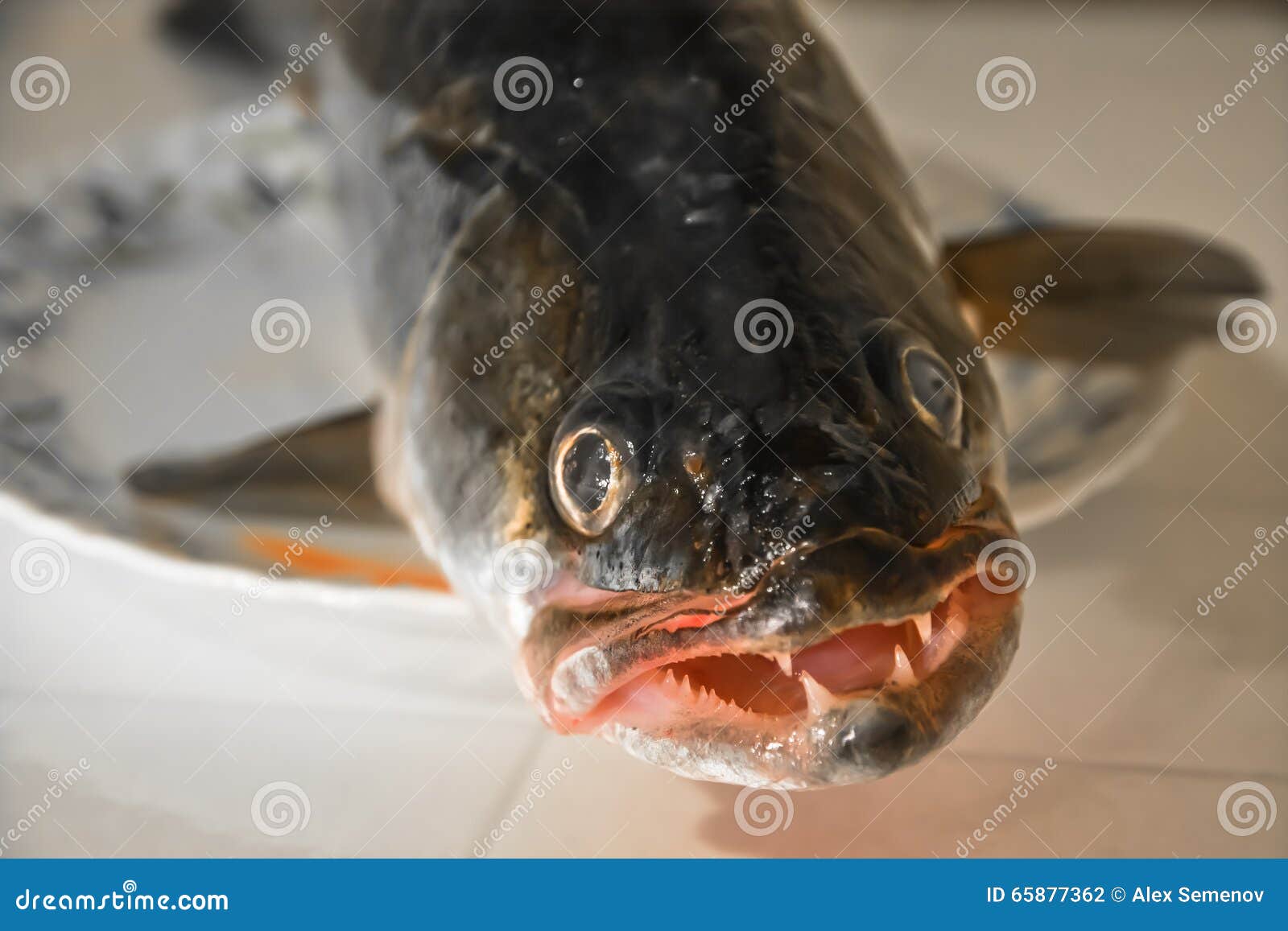 Zander Fish Head on a Plate Close-up Stock Photo - Image of food, lying ...