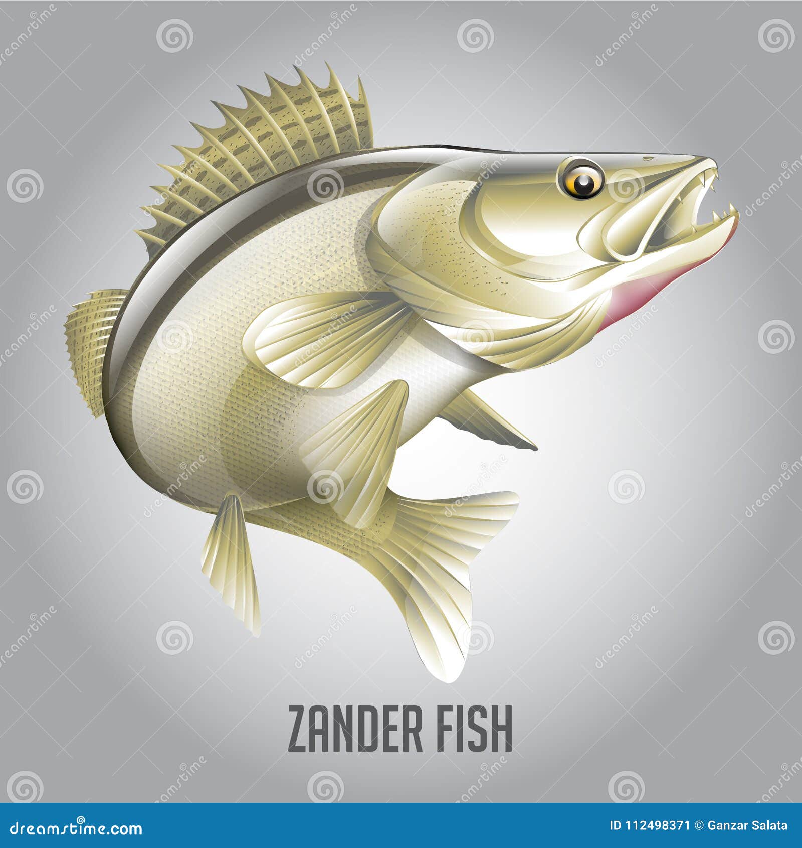ZANDER Fish Vector Illustration Illustration de Vecteur - Illustration ...