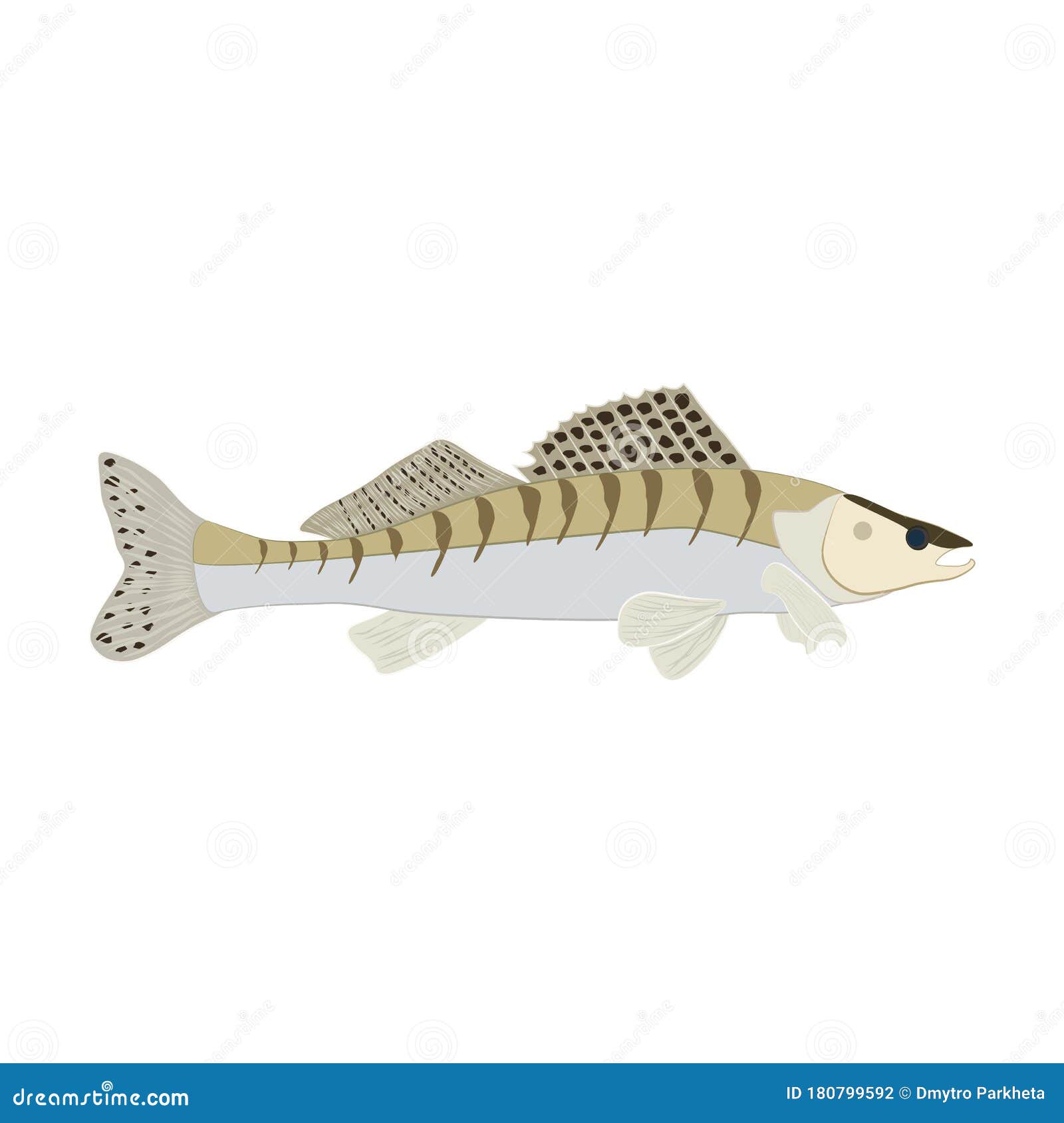 Zander Fish Jumping Out Of The Water. Silhouette Emblem On The ...