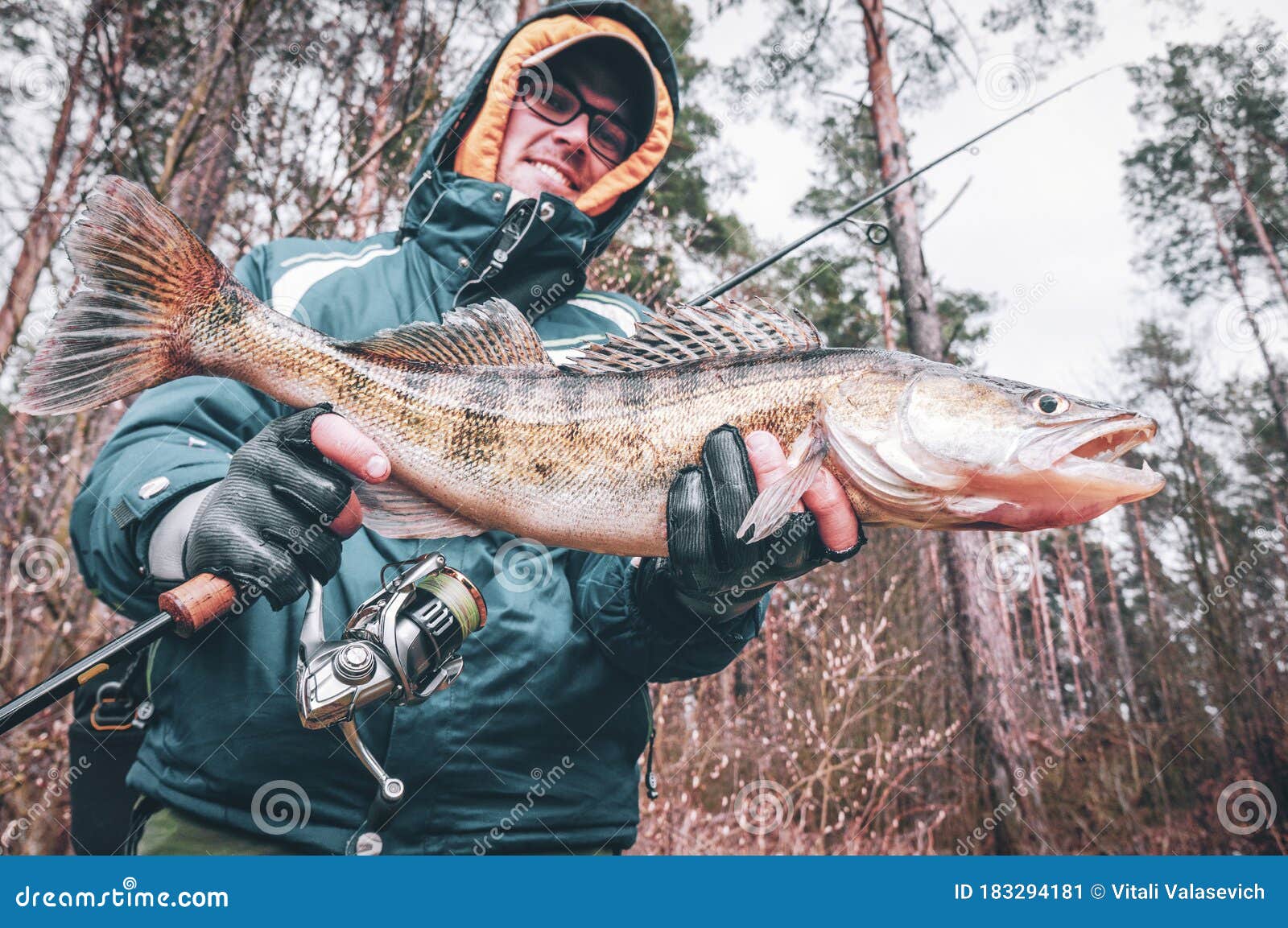Zander in the Hand of an Angler. Catch and Release Stock Image - Image ...