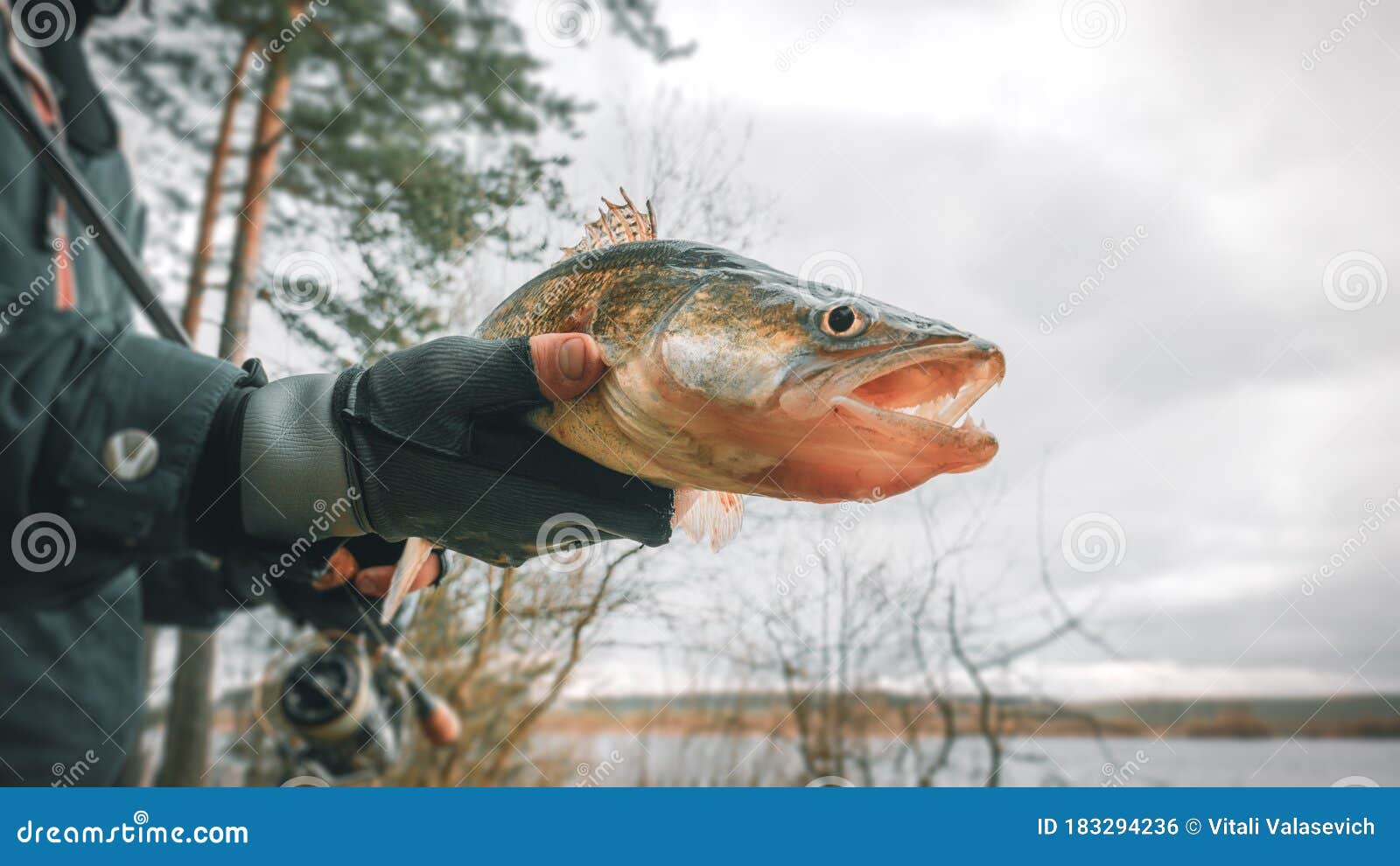 Zander in the Hand of an Angler. Catch and Release Stock Photo - Image ...