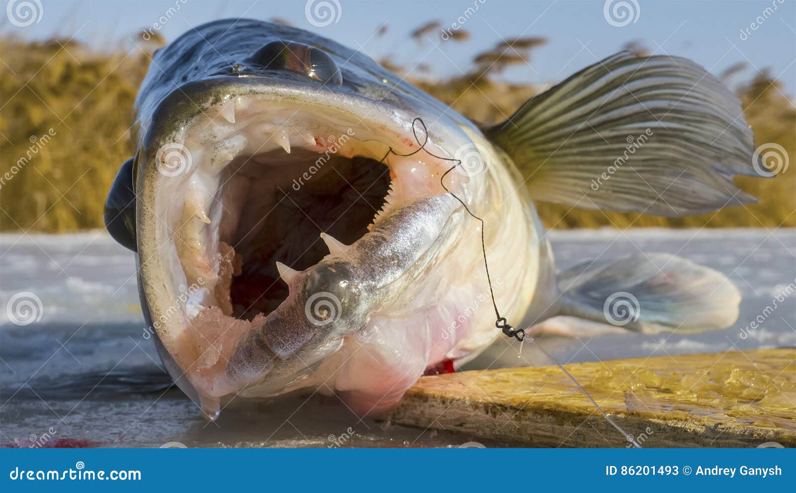 Zander with Hube Teeth on Ice Stock Image - Image of closeup, pikeperch ...