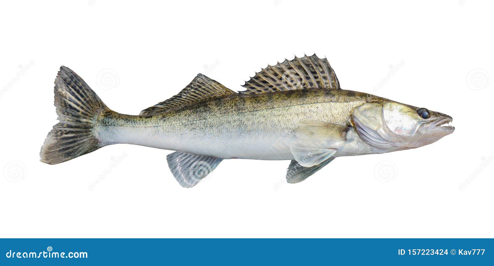 Zander, Isolated Over White Stock Photo - Image of relaxation, leisure ...