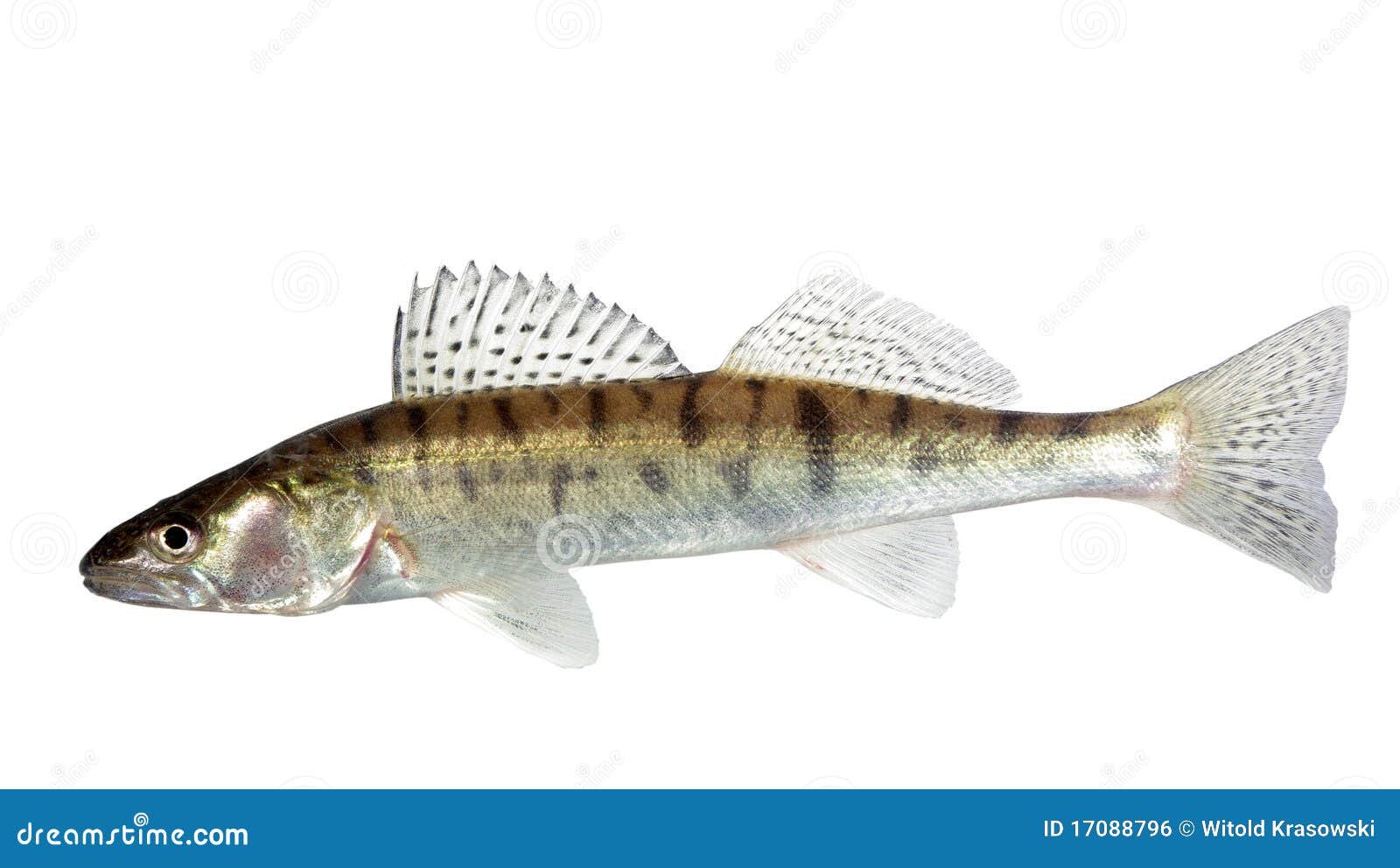 Zander largo foto de archivo. Imagen de color, freshwater - 17088796