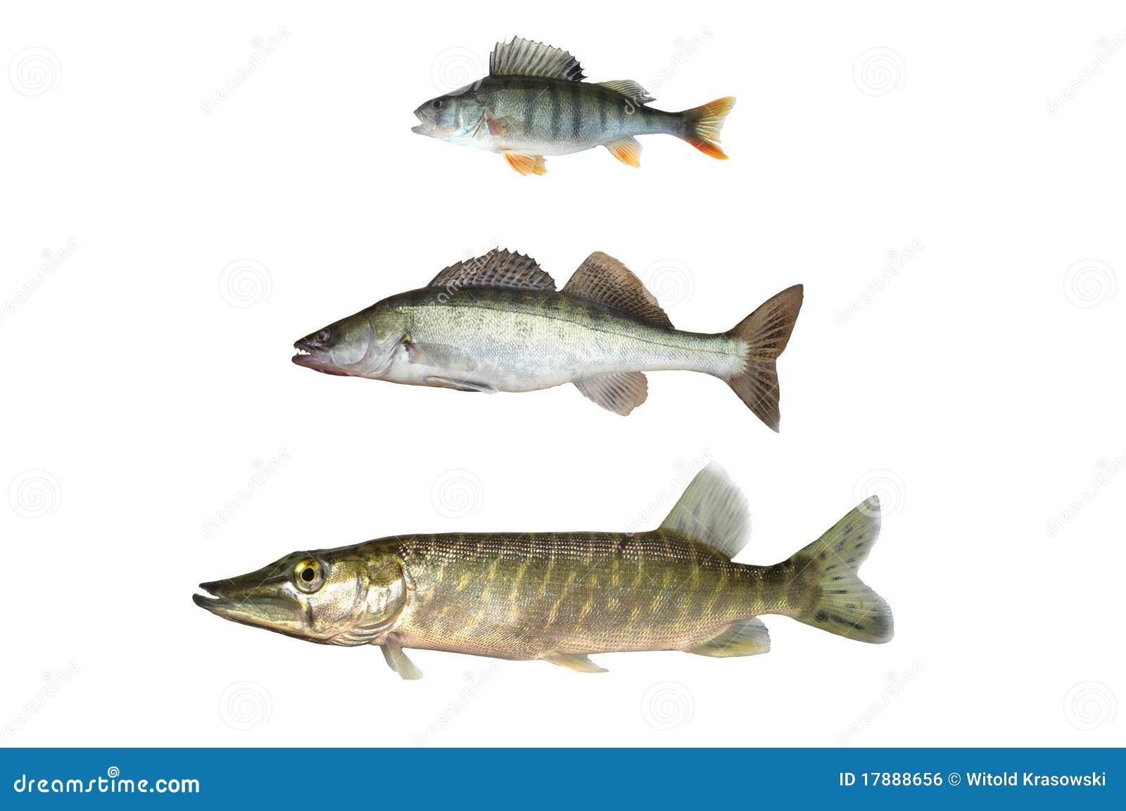 Zander largo foto de archivo. Imagen de cierre, color - 17888656