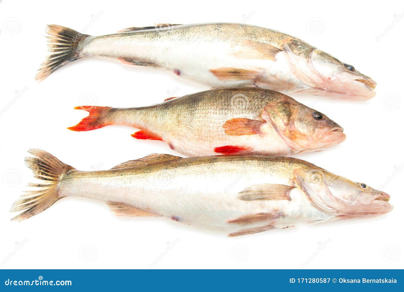 Zander and Perch Fish on a White Background Stock Image - Image of ...