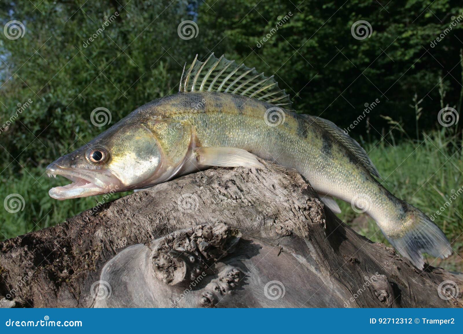 Zander stock photo. Image of savage, stump, fresh, wild - 92712312