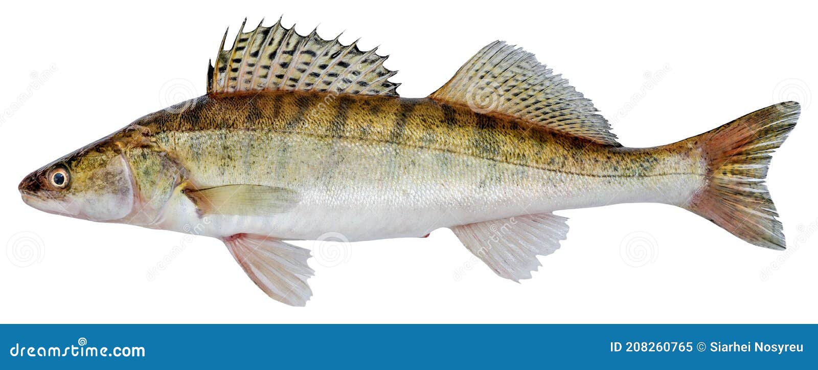 Zander River Fish. Pike Perch Fish Isolated on White Background Stock ...
