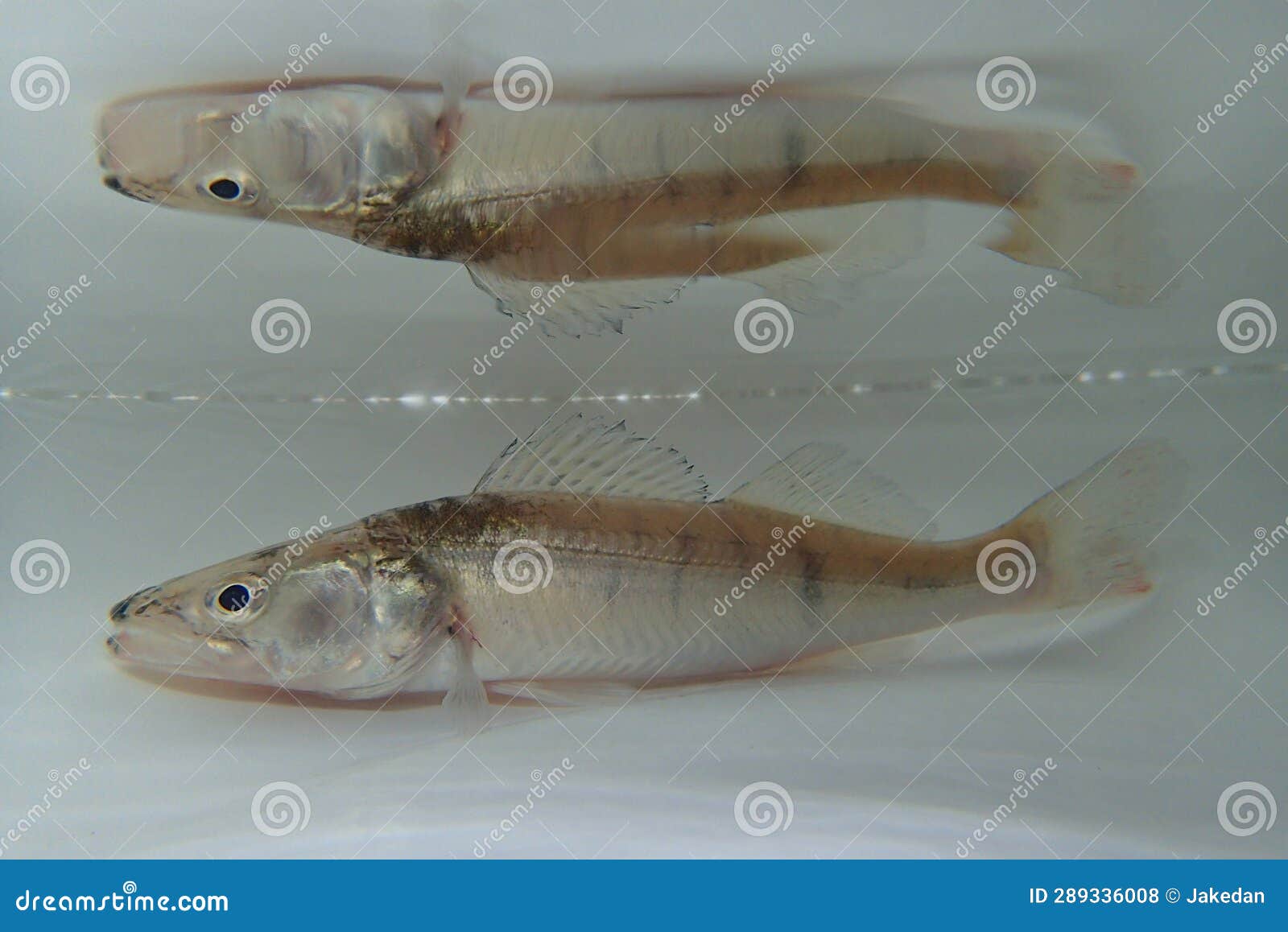 Zander, Sander or Pikeperch (Sander Lucioperca), Young Fish Waiting in ...