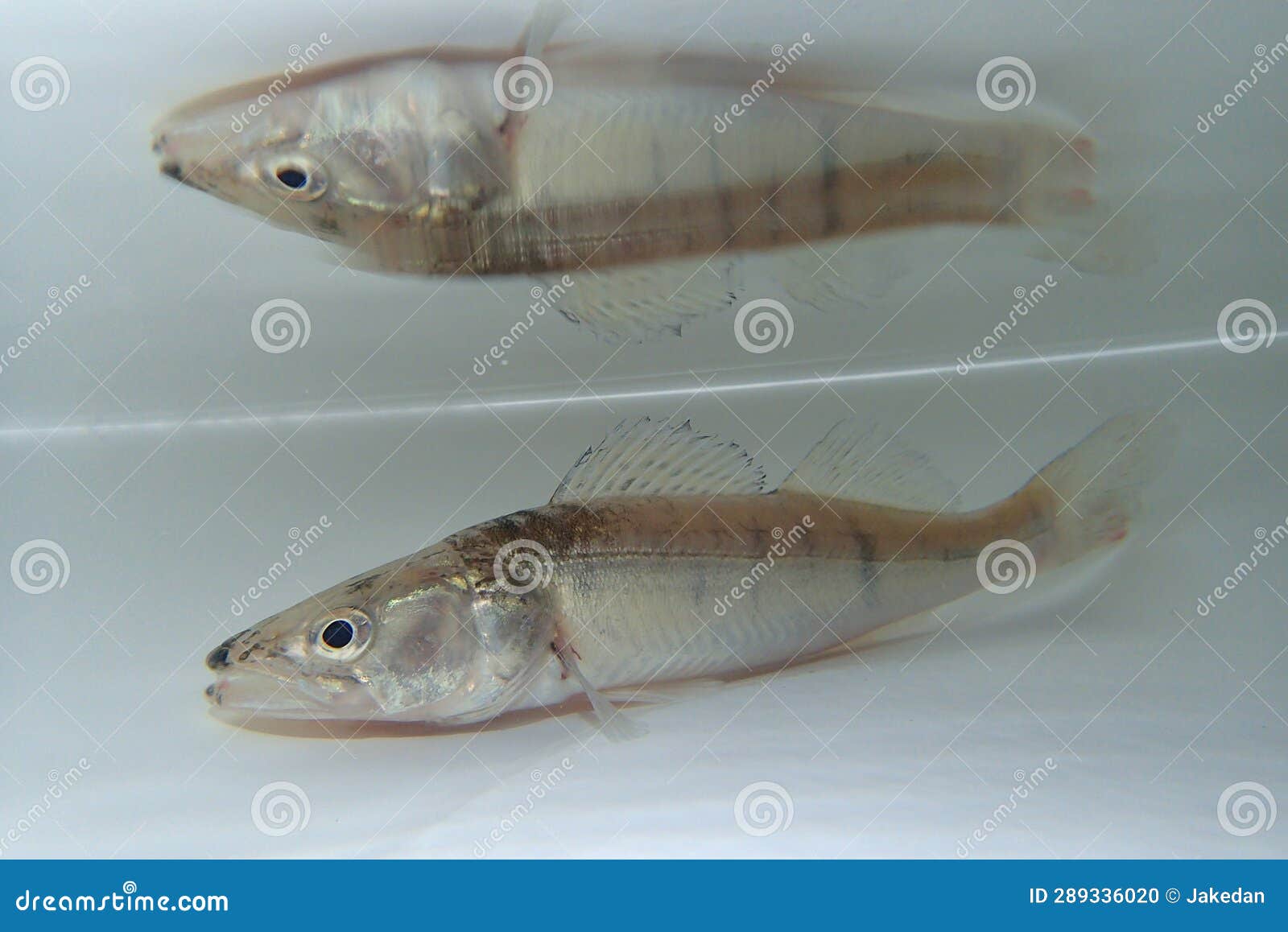 Zander, Sander or Pikeperch (Sander Lucioperca), Young Fish Waiting in ...