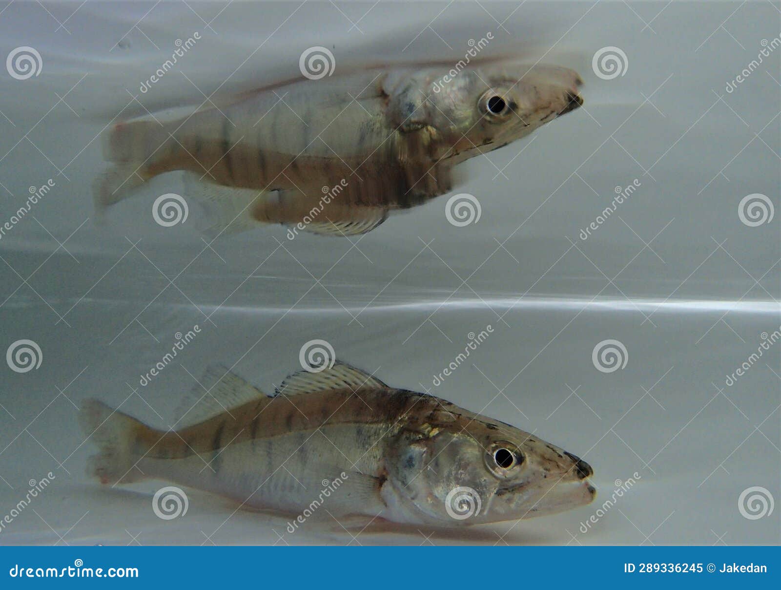 Zander, Sander or Pikeperch (Sander Lucioperca), Young Fish Waiting in ...