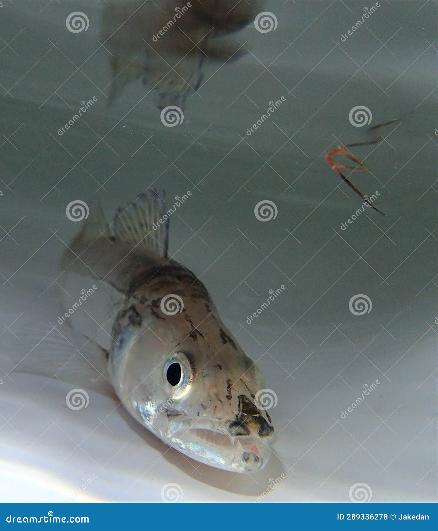 Zander, Sander or Pikeperch ( Sander Lucioperca), Young Fish Waiting in ...