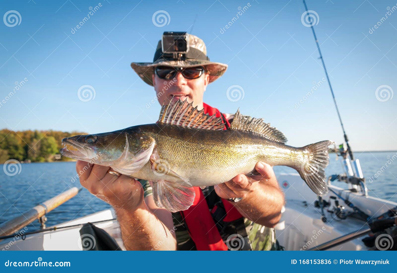 Zander from the Swedish Lake Stock Photo - Image of boat, fisherman ...