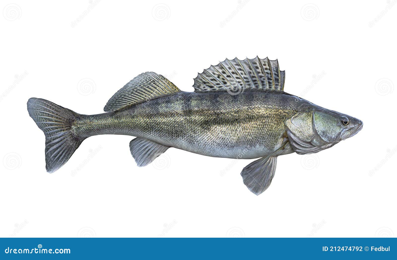 Zander. Walleye Fish Isolated On White Background. Sander Pikeperch ...