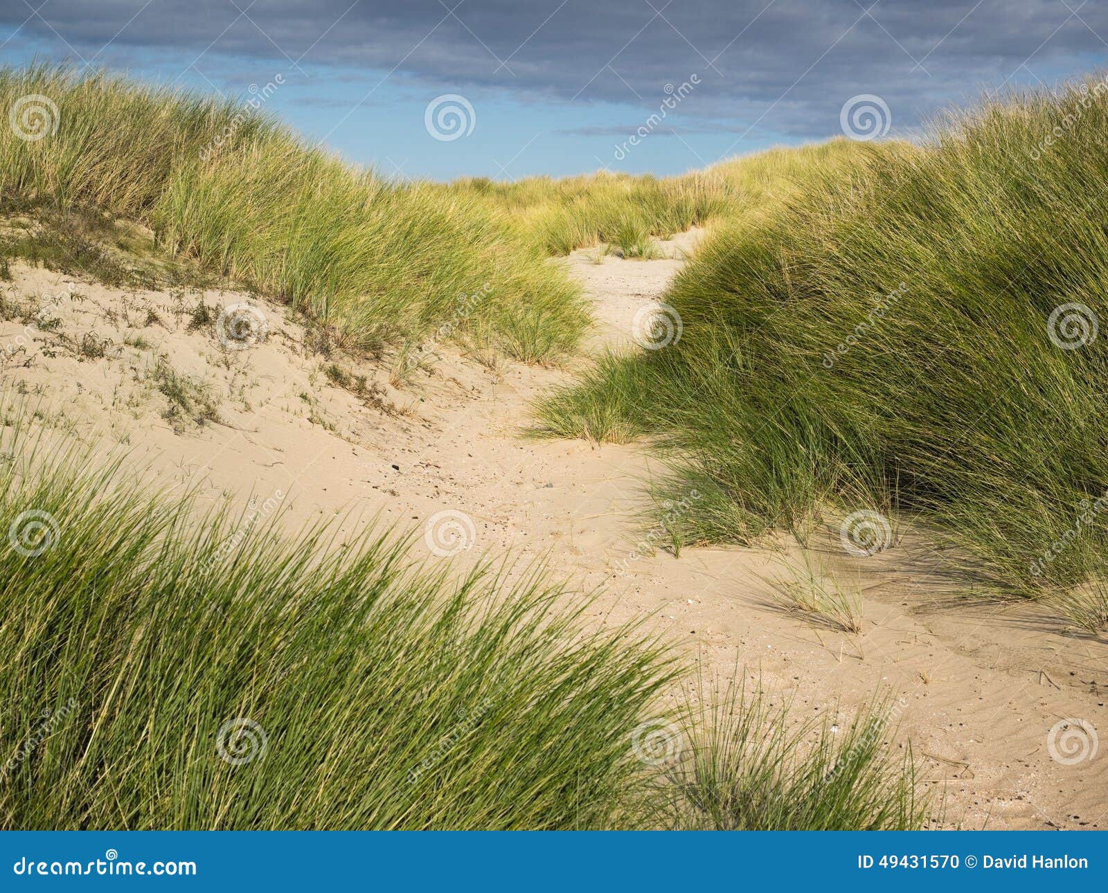 Zandweg door duingras stock foto. Image of nederland - 49431570