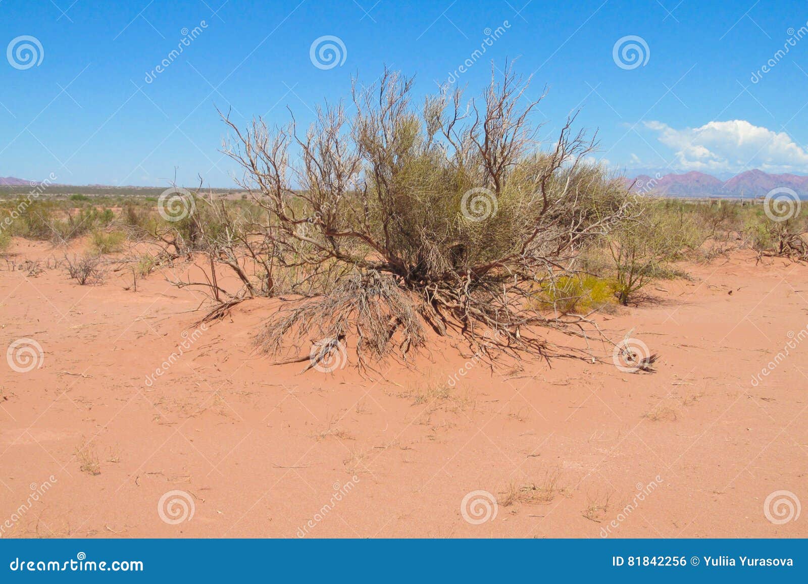 Zandwoestijn Met Droge Struik Stock Foto - Image of blauw, landschap ...