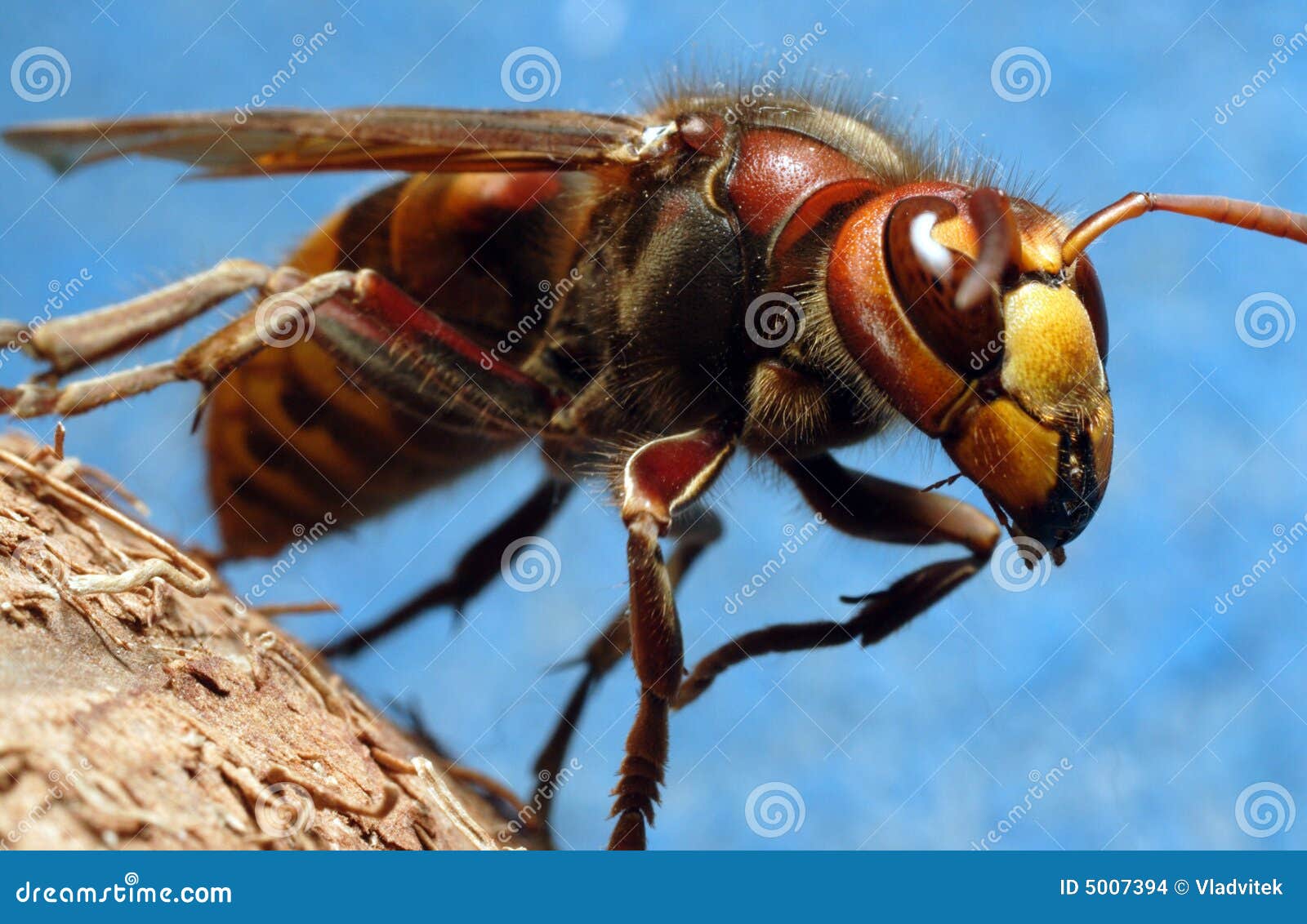 Zangão foto de stock. Imagem de picada, olhos, predador - 5007394