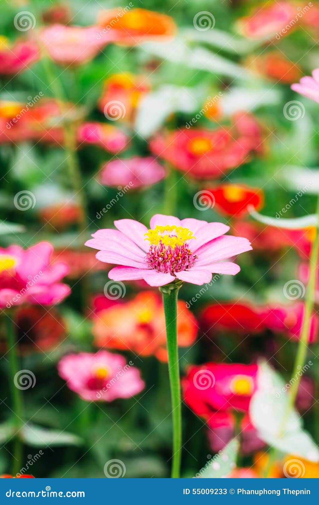 Zania花 库存图片. 图片 包括有 宏指令, 公园, 圈子, 特写镜头, 开花, 前景, 橙色, 水平 - 55009233