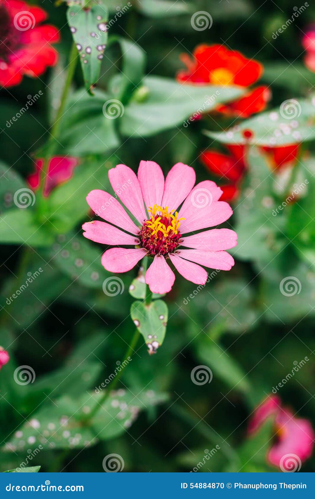 Zania flower stock photo. Image of circle, macro, fresh - 54884870